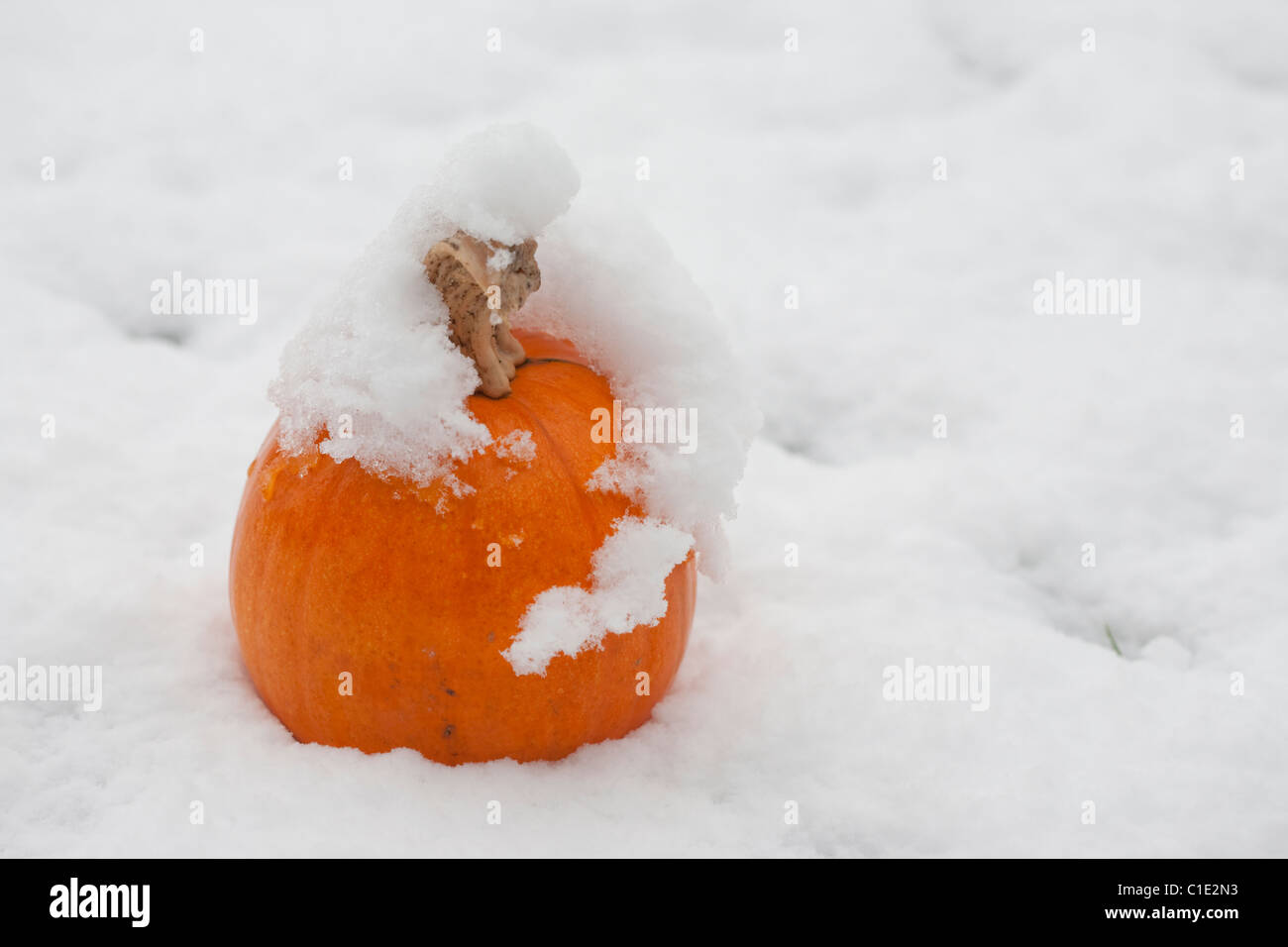 Pumpkin covered hi-res stock photography and images - Alamy
