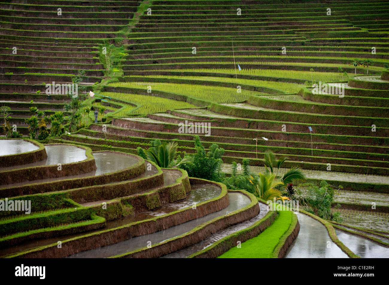 Field workers plant a new rice crop by hand in the beautiful and ...