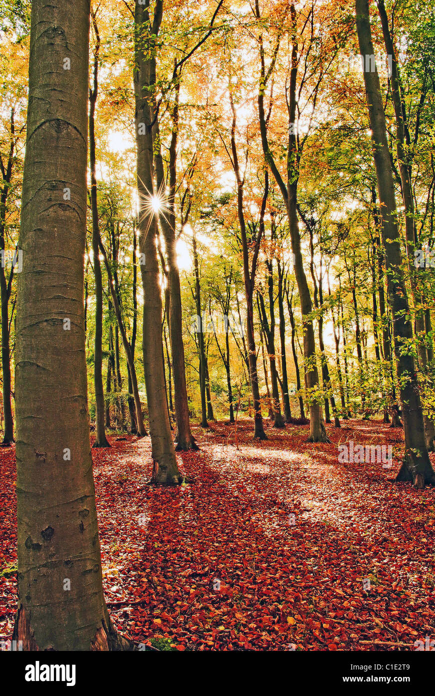 Autumn nature scenes hi-res stock photography and images - Alamy