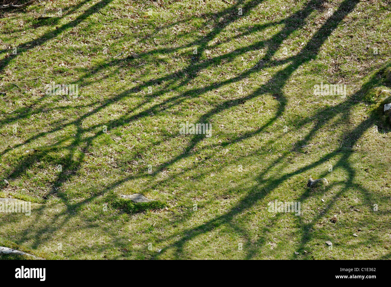 Green grass covered in curving shadows from a tree hi-res stock ...