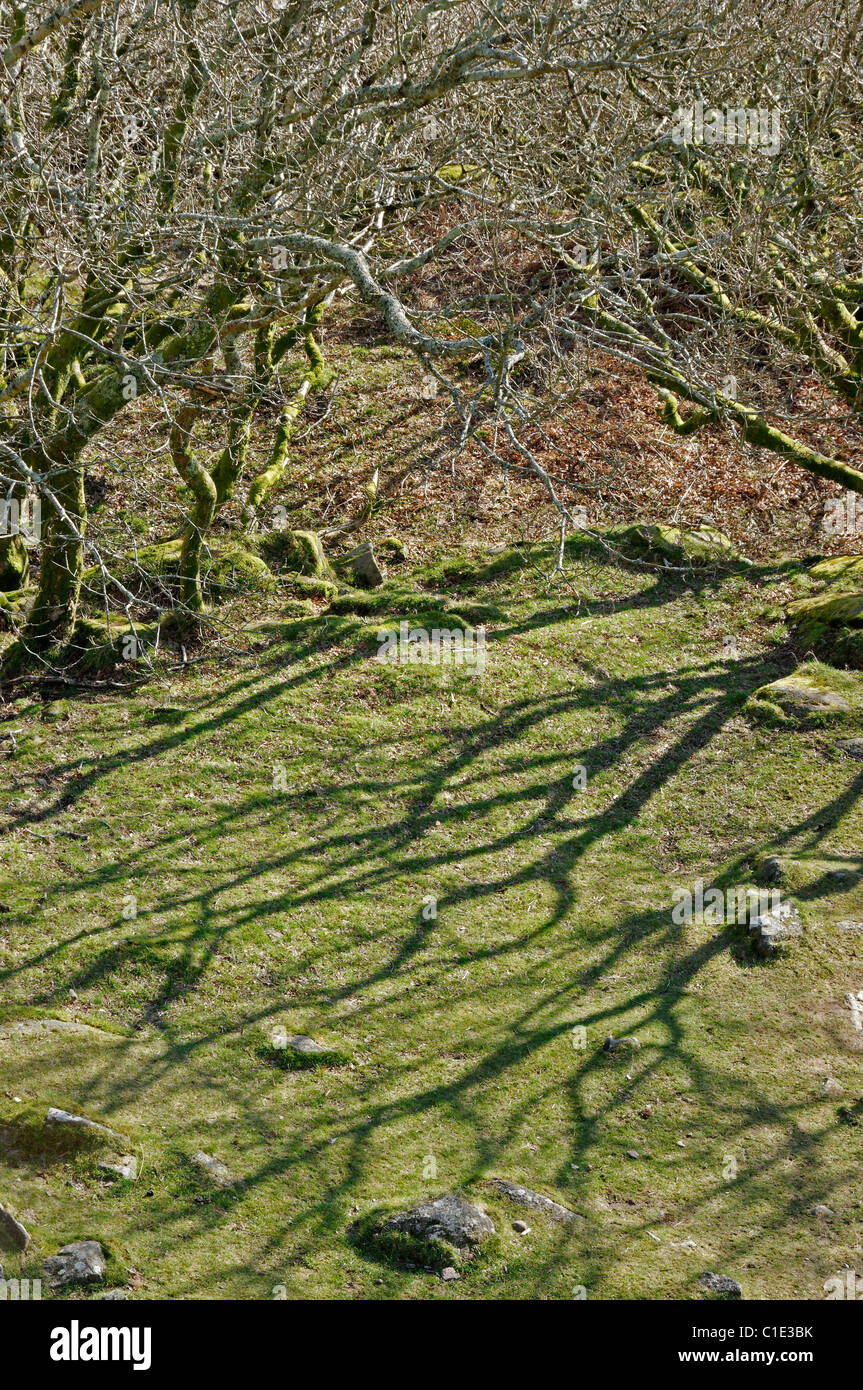 Trees casting lovely shadows across a patch of grass Stock Photo - Alamy