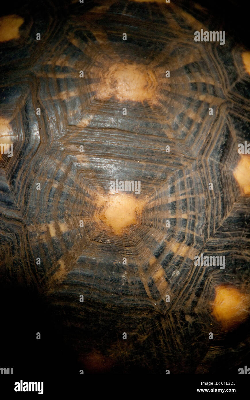 Tortoise shell pattern hi-res stock photography and images - Alamy