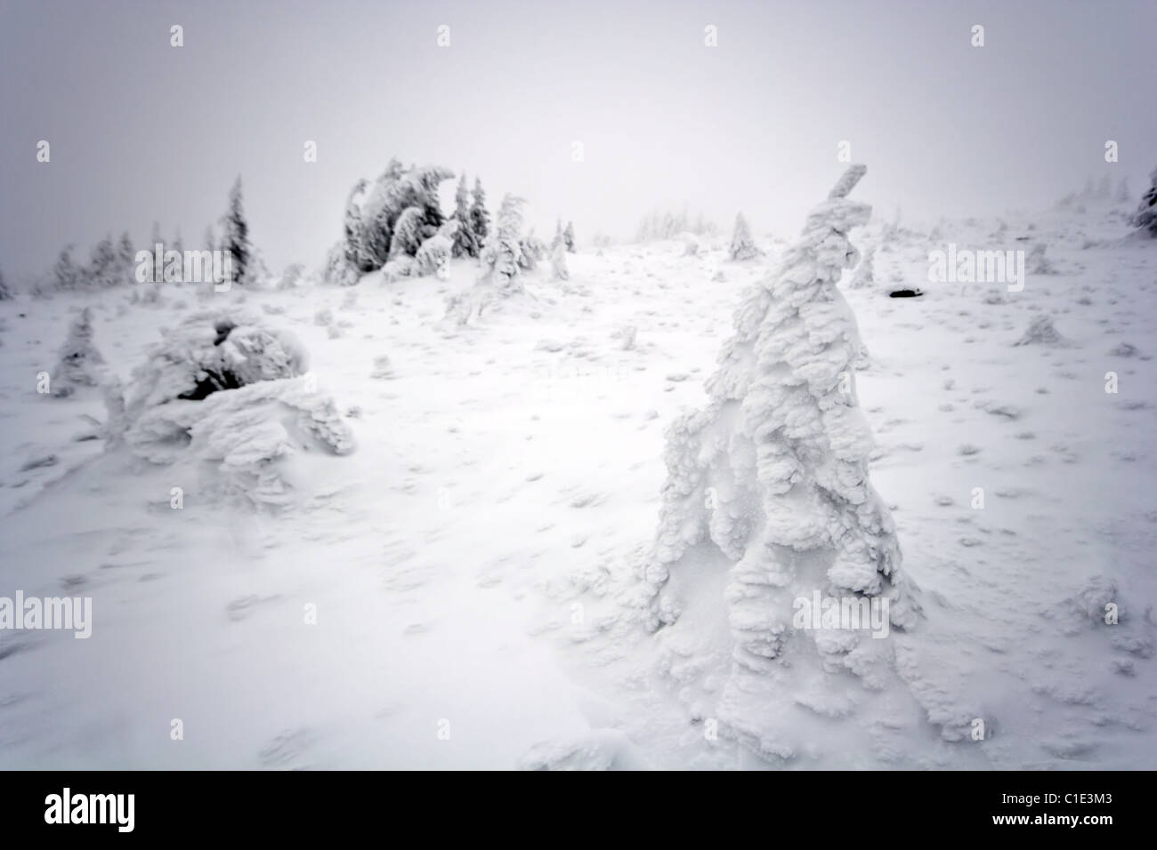 Snowstorm pine trees on hill hi-res stock photography and images - Alamy