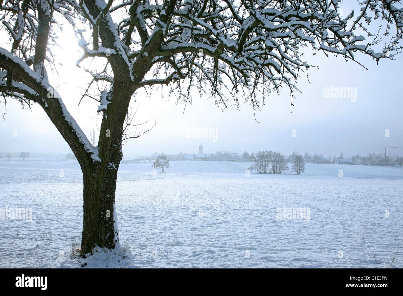 Cold winter landscape with tree Stock Photo - Alamy
