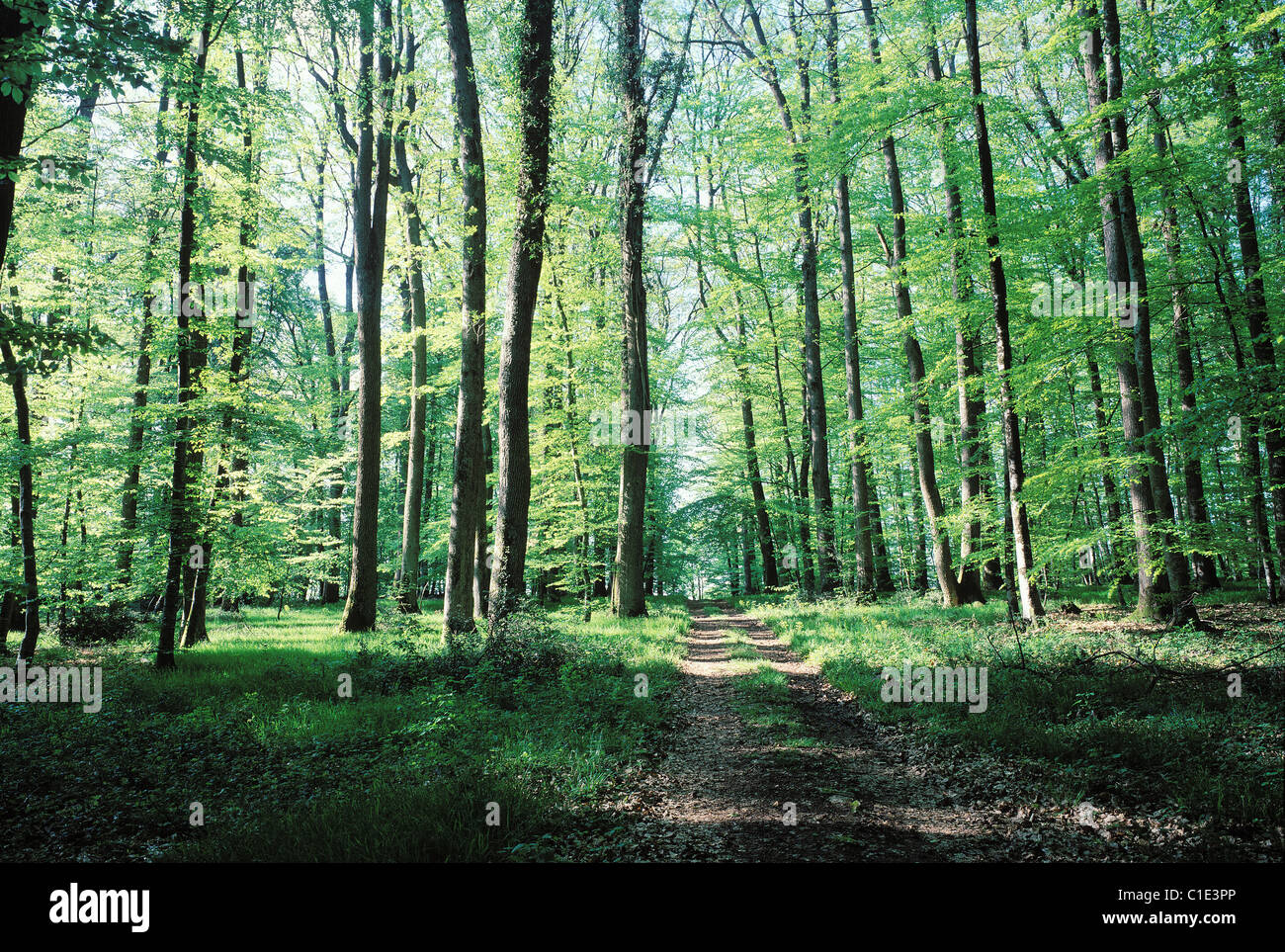 Troncais hi-res stock photography and images - Alamy