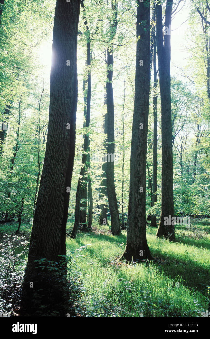 France, Allier, Troncais forest Stock Photo - Alamy