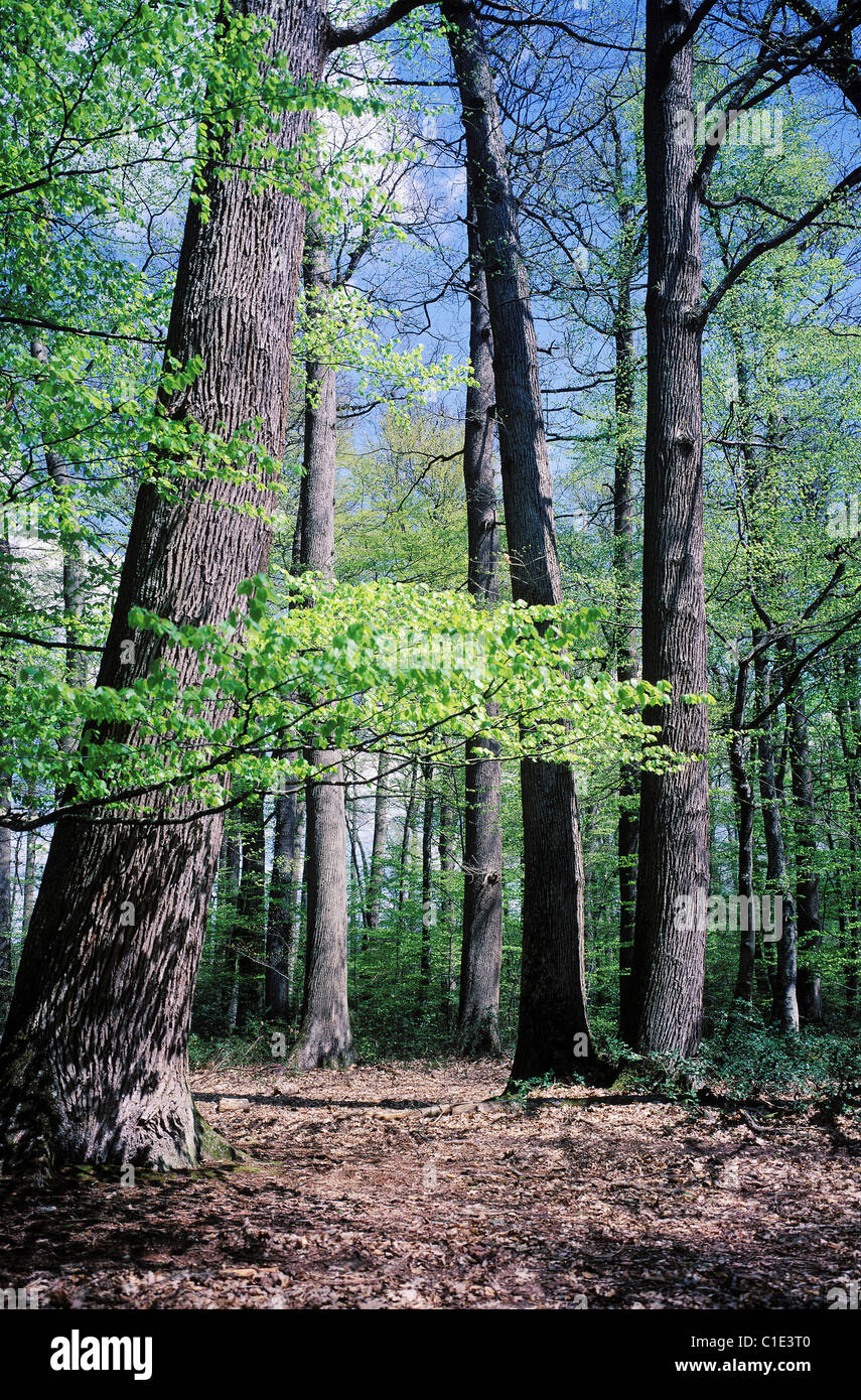 Allier Dep High Resolution Stock Photography and Images - Alamy