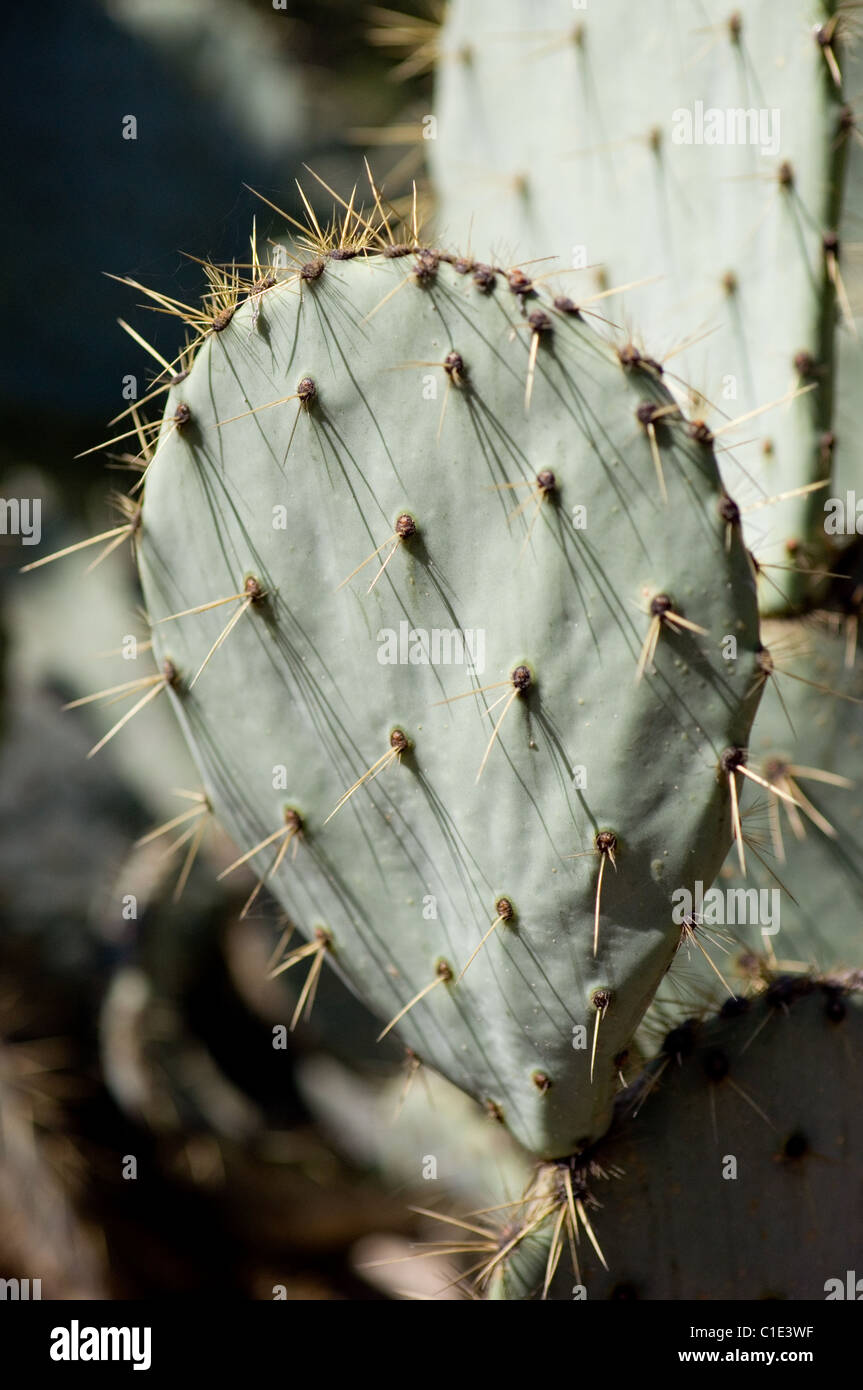 Opuntia robusta hi-res stock photography and images - Alamy
