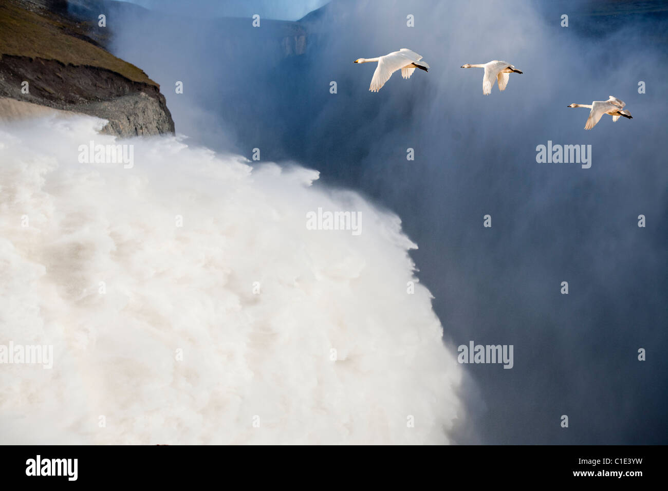 The overflow from the Karahnjukar HEP scheme in Iceland with Whooper ...