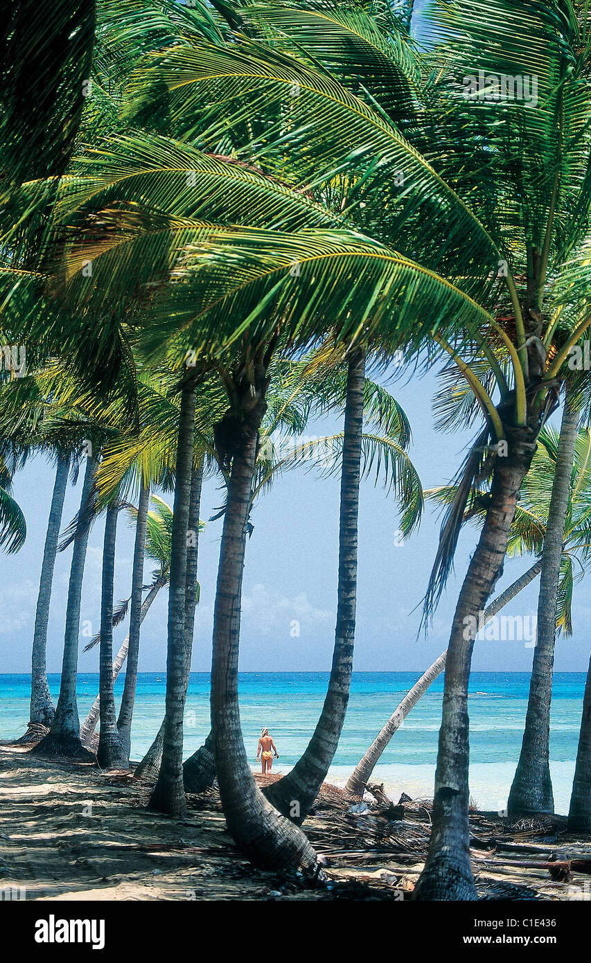 Dominican Republic, Samana province, palm trees on the Punta Bonita ...