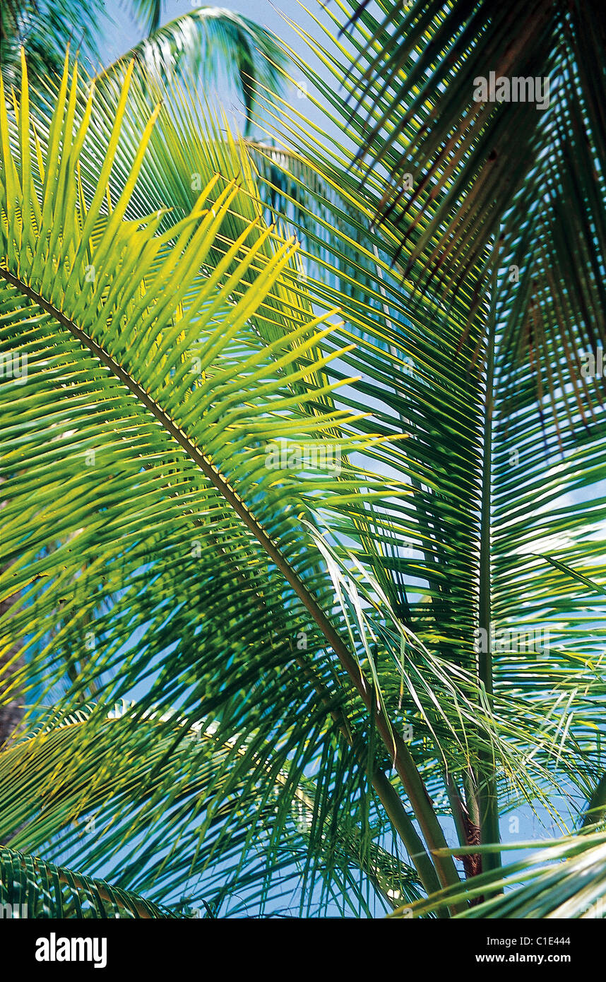 Dominican Republic, palm trees Stock Photo - Alamy