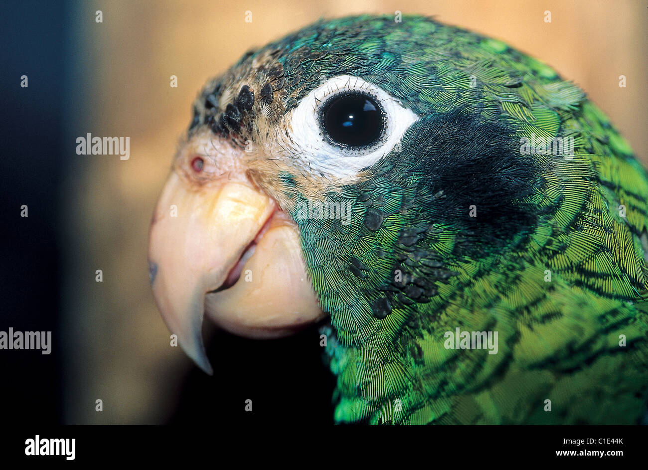 Dominican Republic, green parrot Stock Photo - Alamy