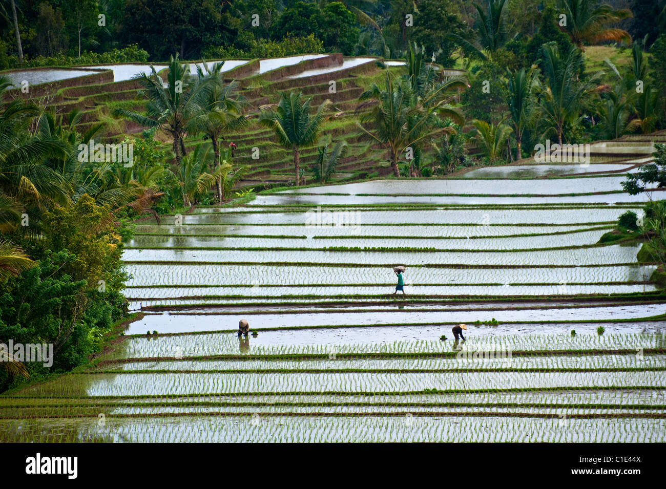 Workers plant a new rice crop in Belimbing, Bali, Indonesia, in ...