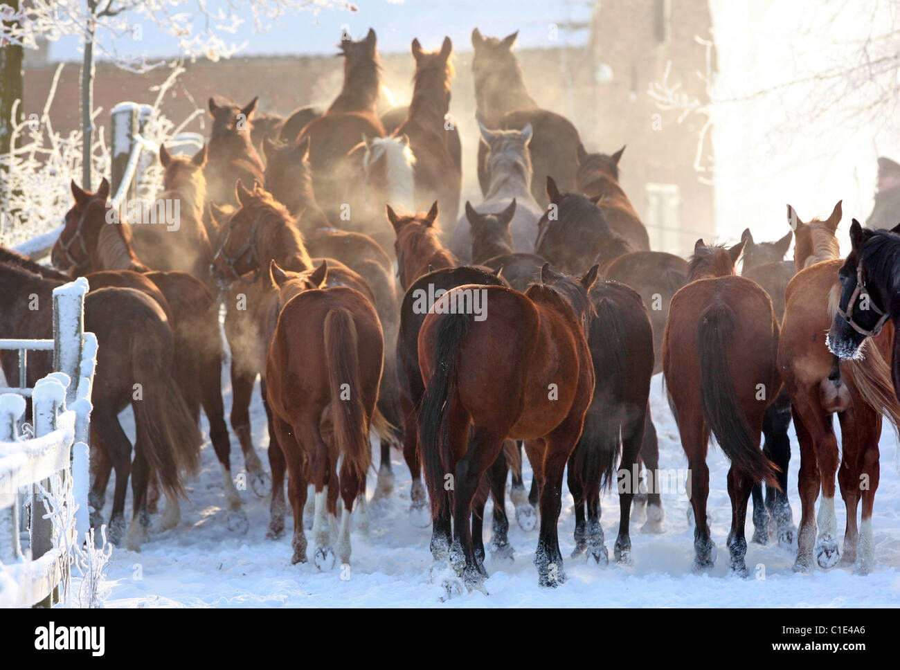 Horses in a paddock in winter, Graditz, Germany Stock Photo - Alamy