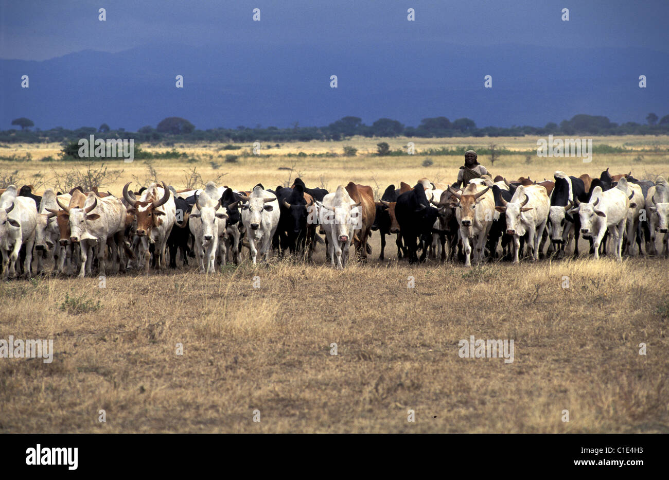 Tanzania, plain and lake of Manyara, crowd of cows Stock Photo - Alamy