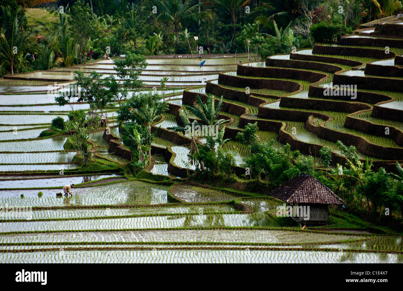 Workers plant a new rice crop in Belimbing, Bali, Indonesia, in ...