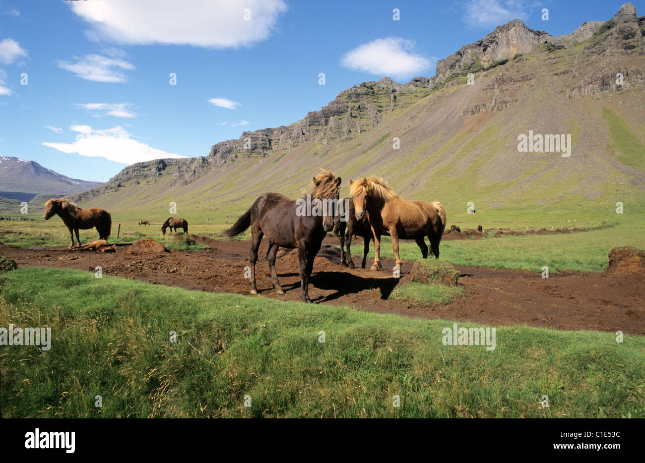 Island, Island ponies Stock Photo - Alamy