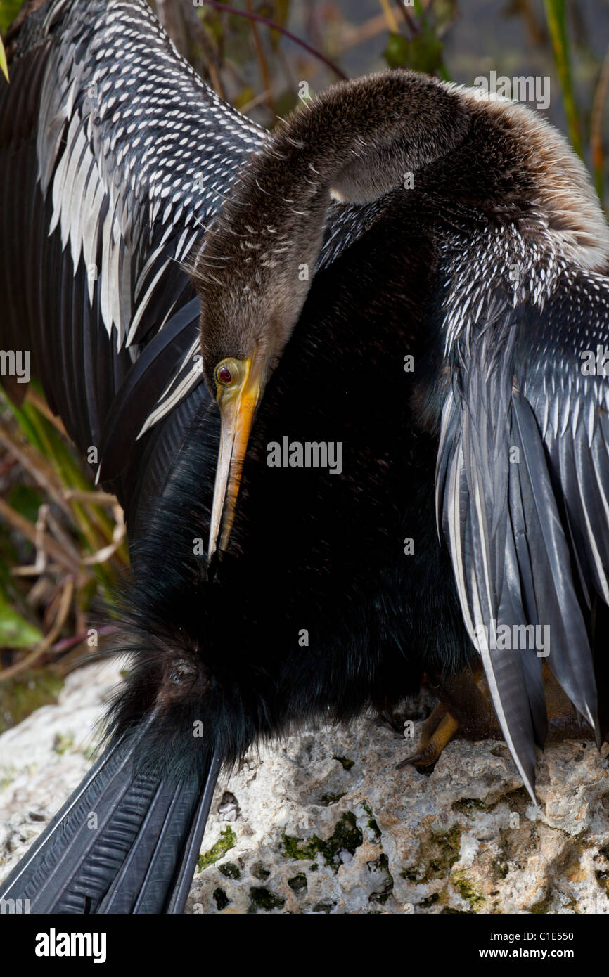 State birding trail hi-res stock photography and images - Alamy