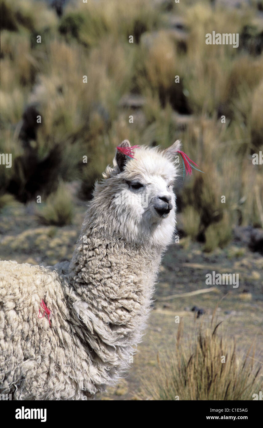 Peru colca canyon llamas hi-res stock photography and images - Alamy