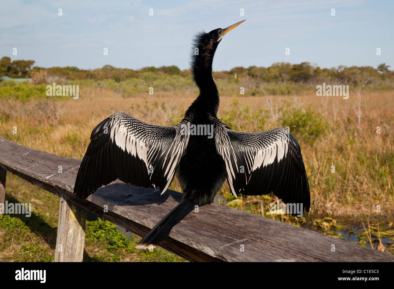 Anhinga drying it's wings in the sun at the Anhinga Trail, Everglades ...