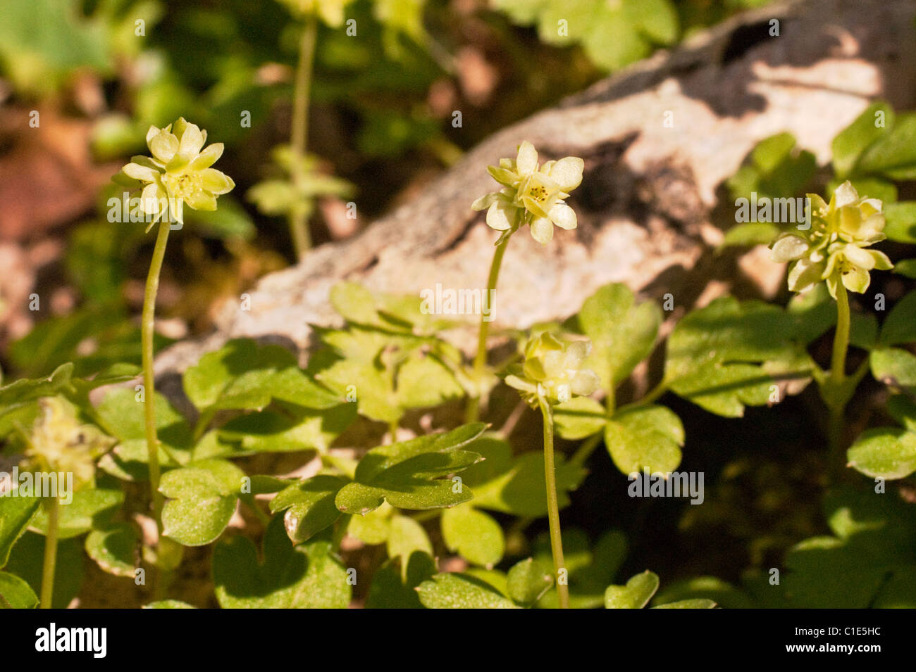 Moschatel a tiny woodland flower Stock Photo - Alamy