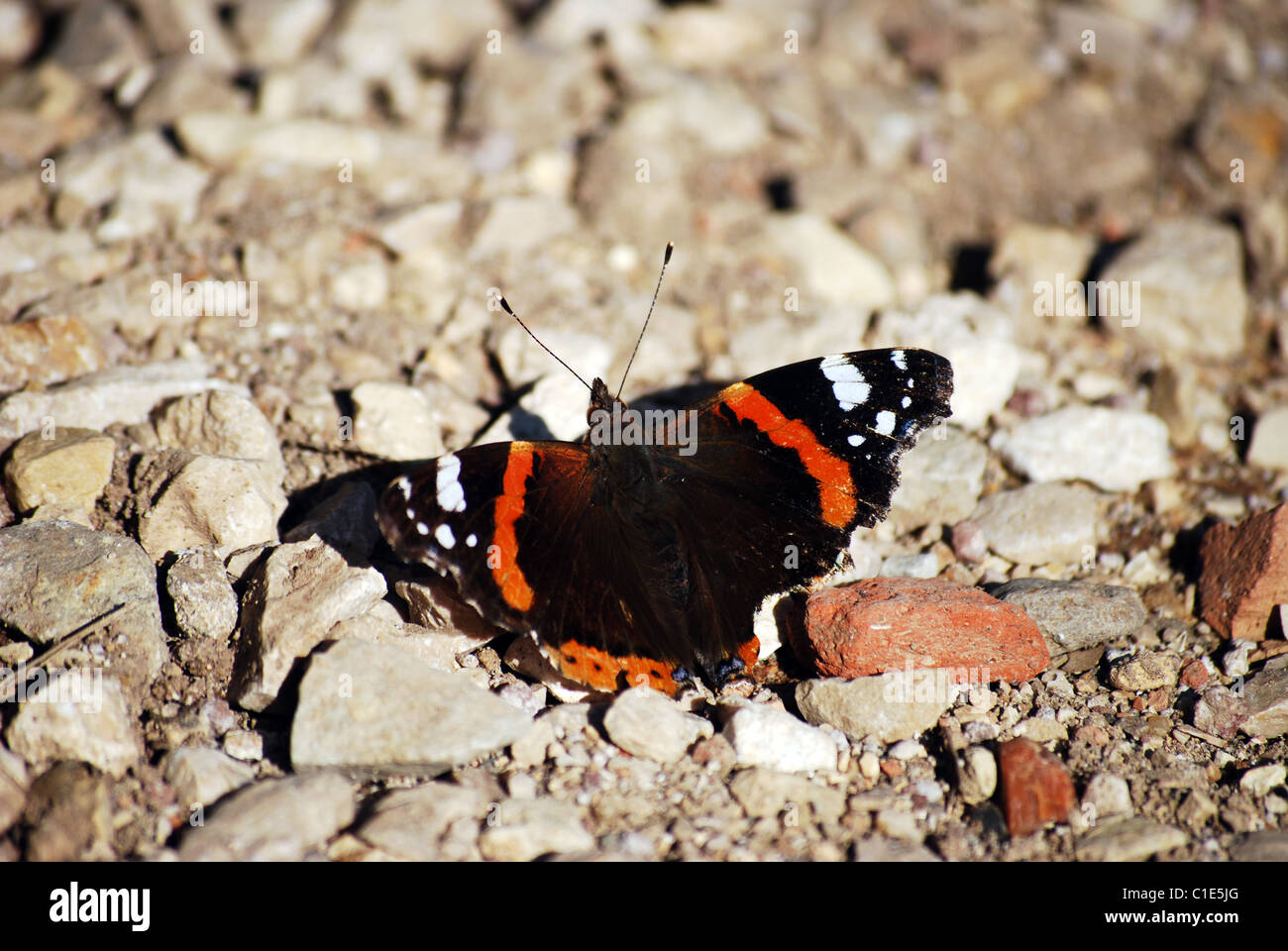 Ground with butterfly hi-res stock photography and images - Alamy