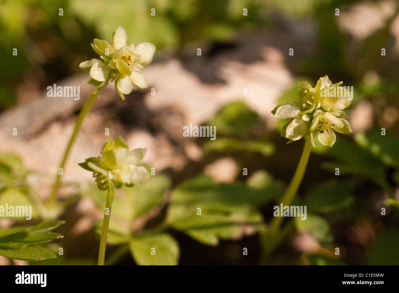 Moschatel a tiny woodland flower Stock Photo - Alamy