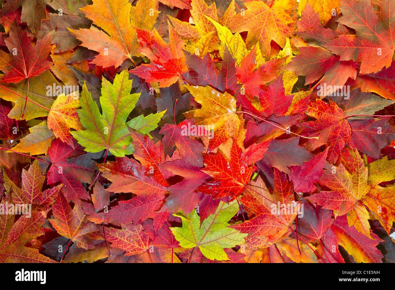 Maple Leaves Mixed Changing Fall Colors Background 2 Stock Photo - Alamy