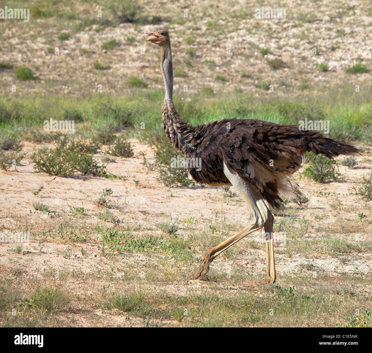 Walking ostrich hi-res stock photography and images - Alamy