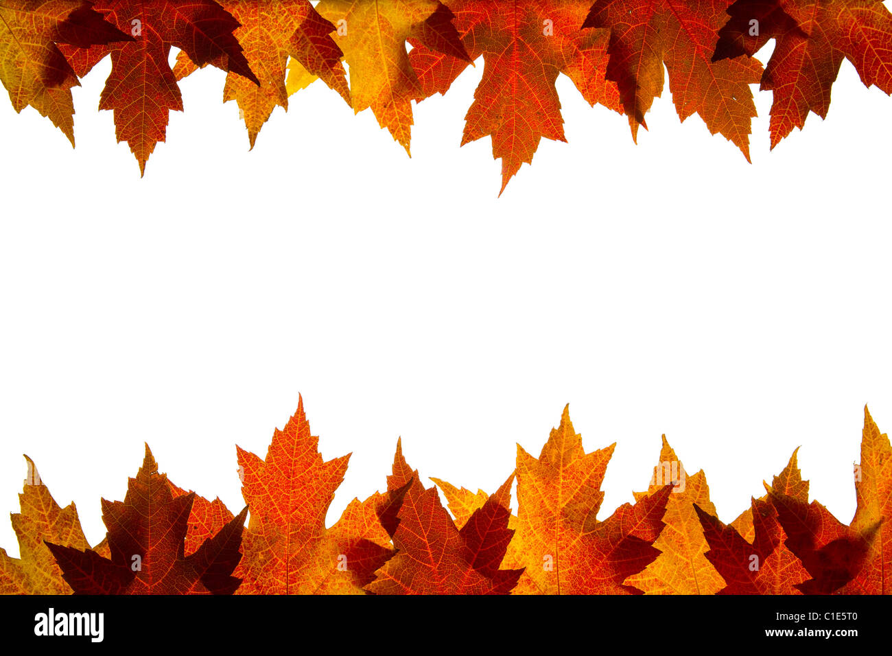 Maple Leaves Mixed Changing Fall Colors Background Backlit 5 Stock ...