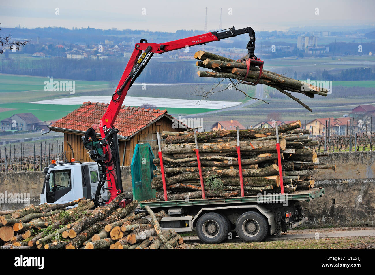 Loading logs on to the back of a lorry Stock Photo - Alamy