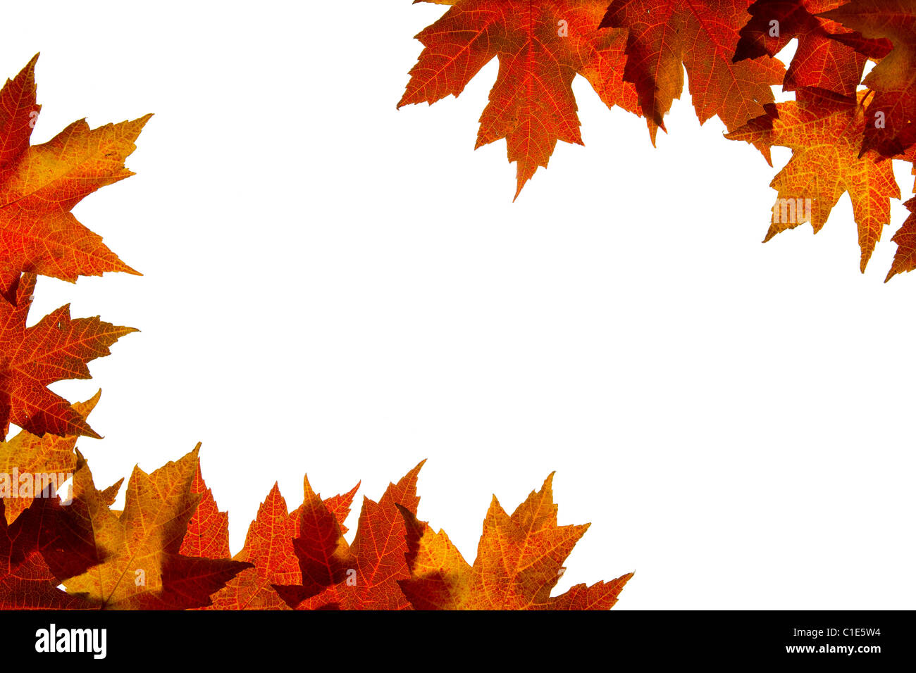 Maple Leaves Mixed Changing Fall Colors Background Backlit 4 Stock ...