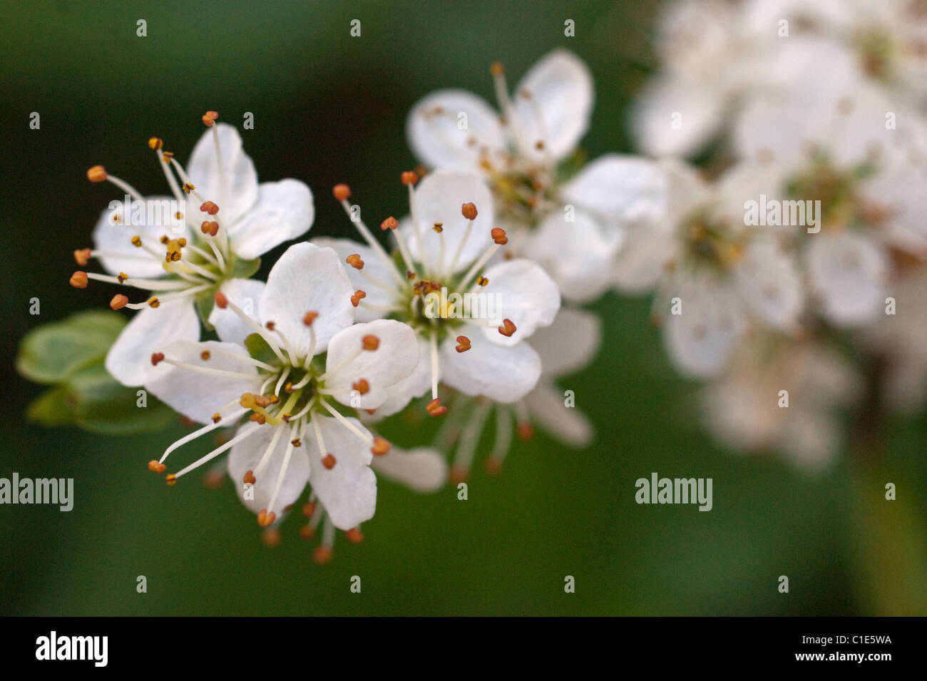White common hawthorn crataegus hi-res stock photography and images - Alamy