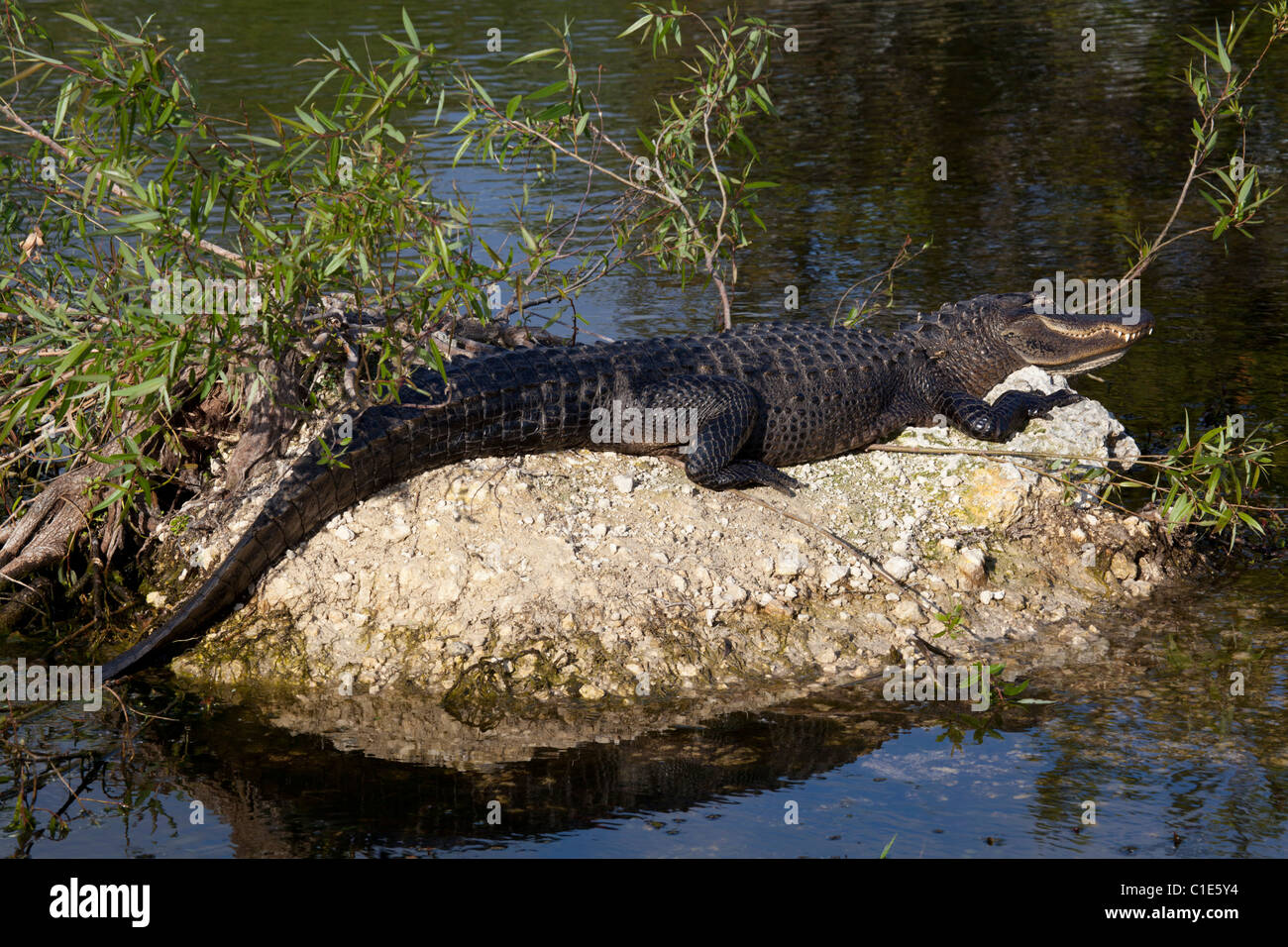American alligator (Alligator mississippiensis) basking in the sun near ...