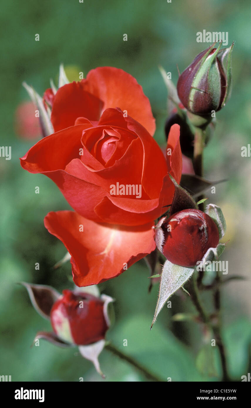 France, a red rose Stock Photo - Alamy