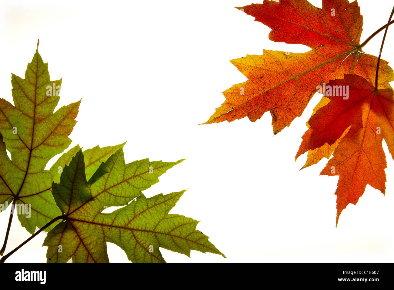 Maple Leaves Mixed Changing Fall Colors Background Backlit 3 Stock ...