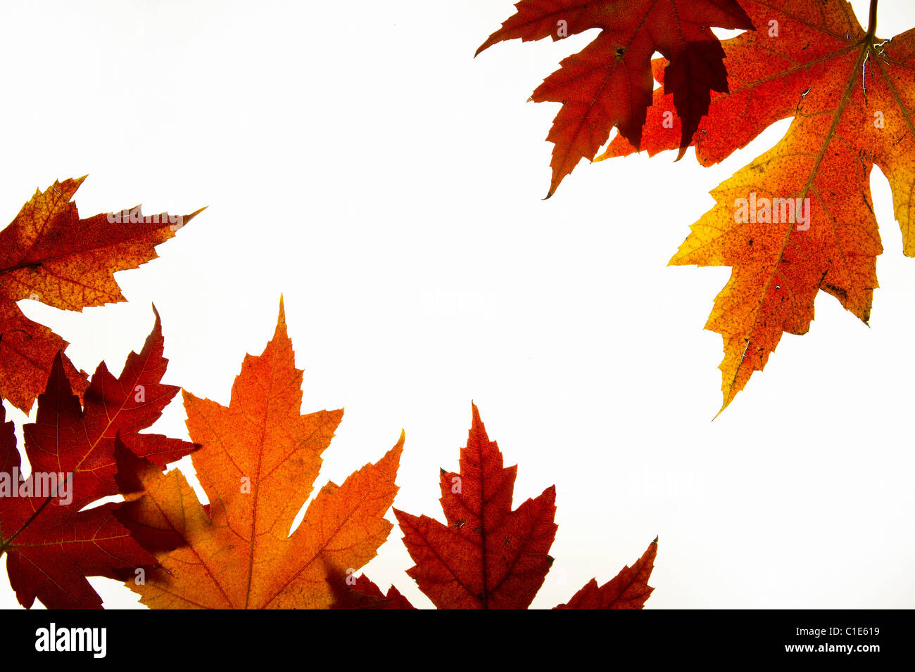Maple Leaves Mixed Changing Fall Colors Background Backlit 2 Stock ...
