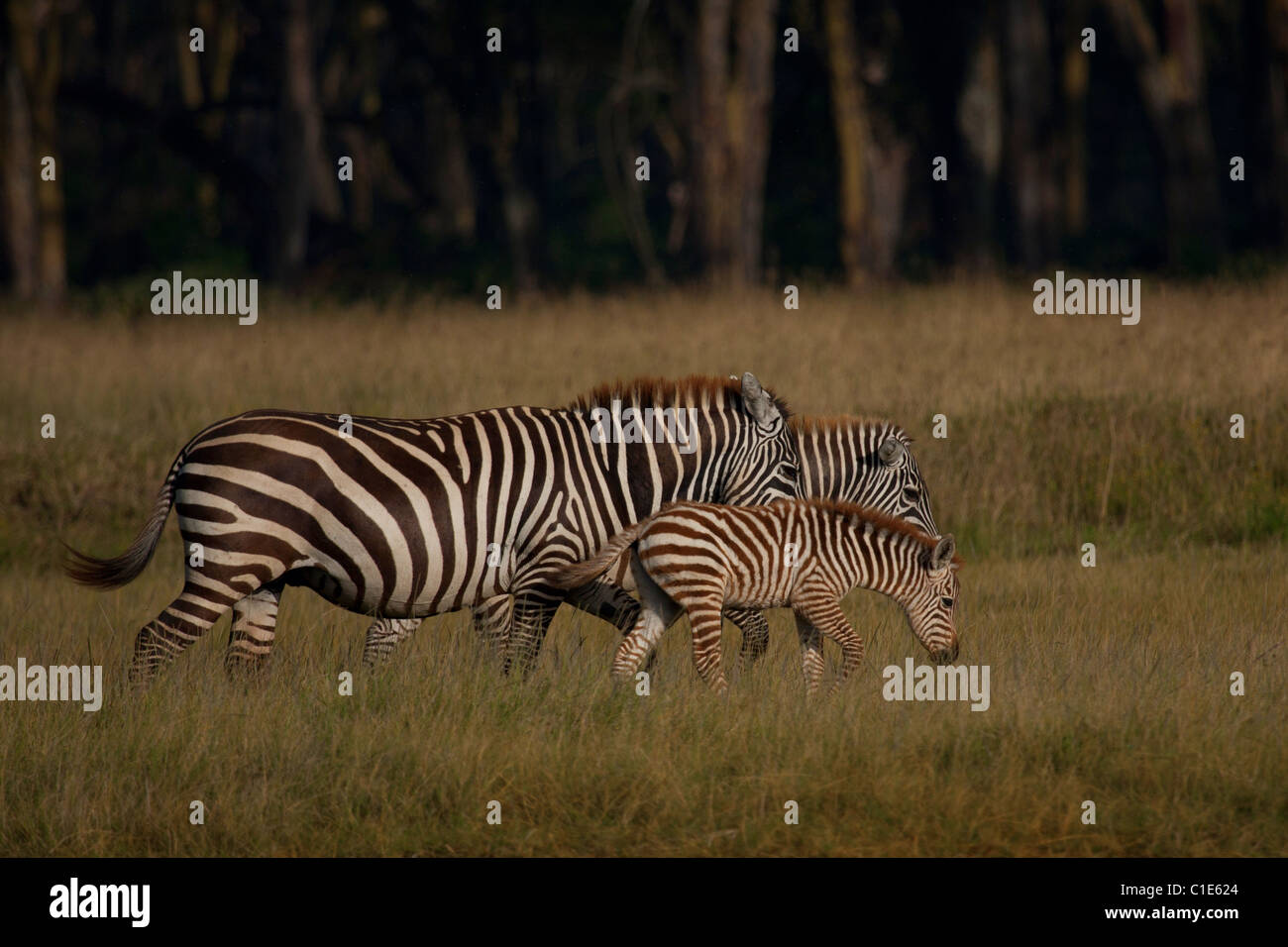 Zebra family hi-res stock photography and images - Alamy