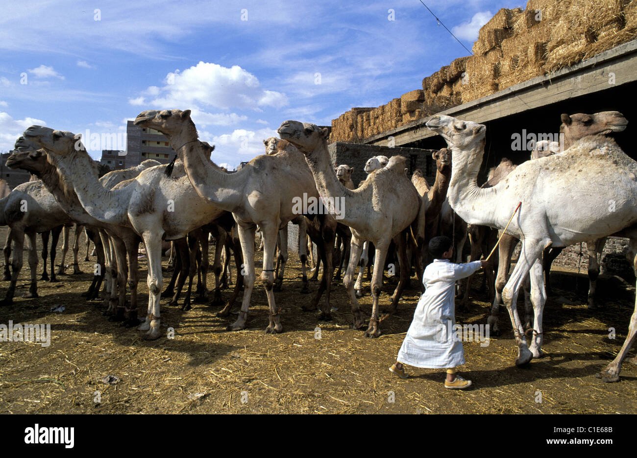 Egypt, Cairo, the market with Imbaba camels Stock Photo - Alamy