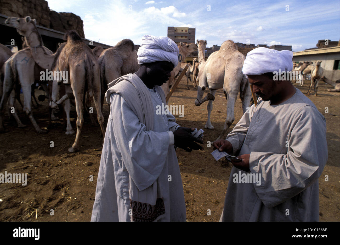 Imbaba camel market cairo egypt hi-res stock photography and images - Alamy