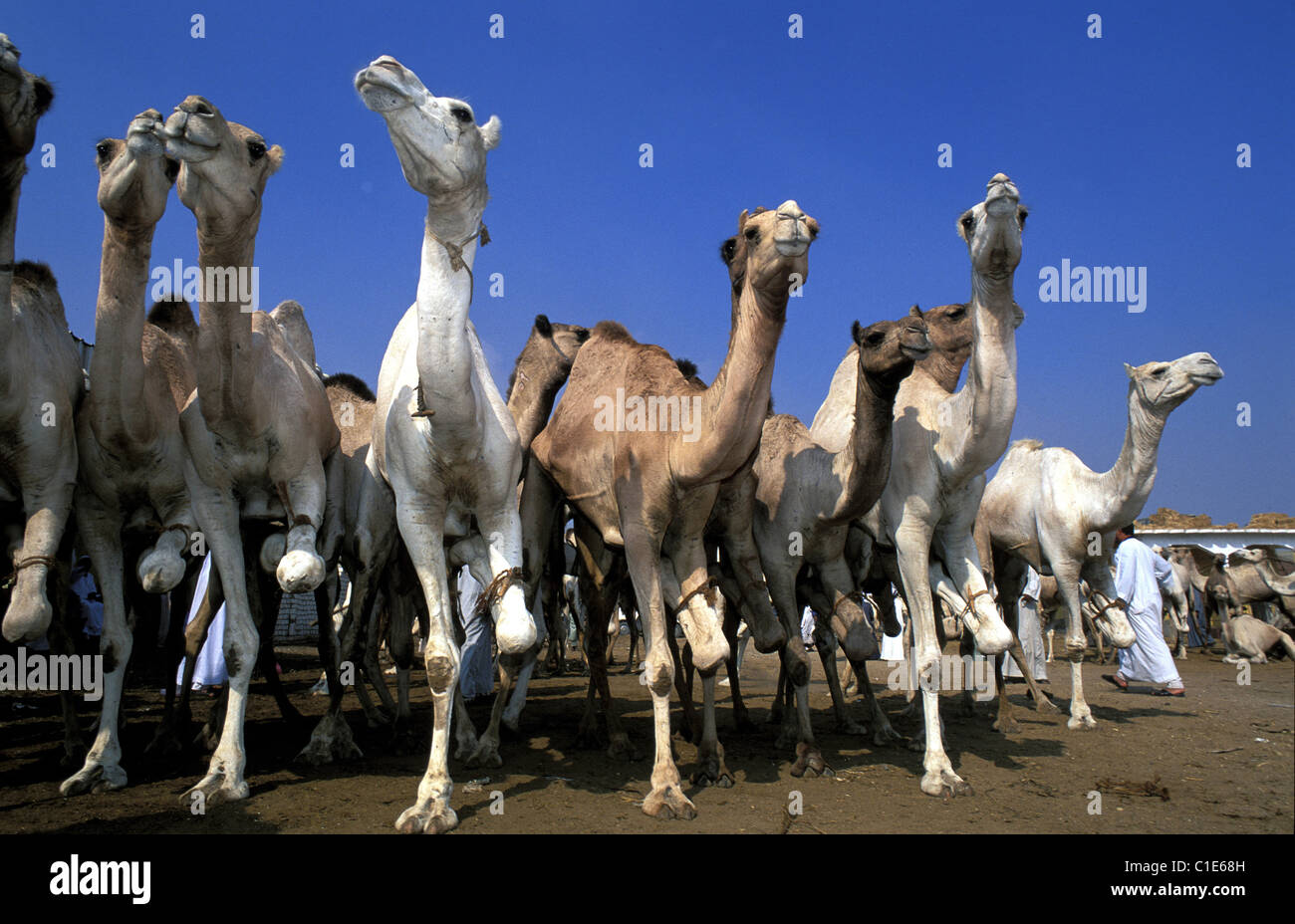 Egypt, Cairo, Imbaba camel market Stock Photo - Alamy