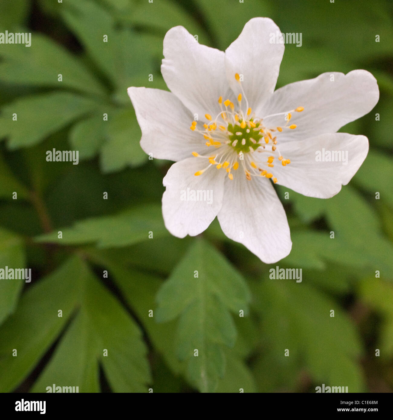 Wood Anemone Stock Photo - Alamy