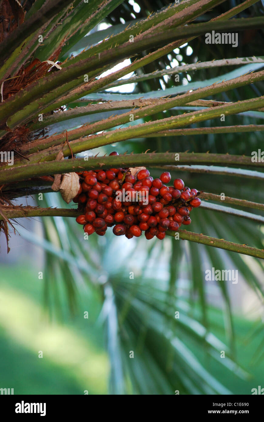 Oil palm tree fruits hi-res stock photography and images - Alamy