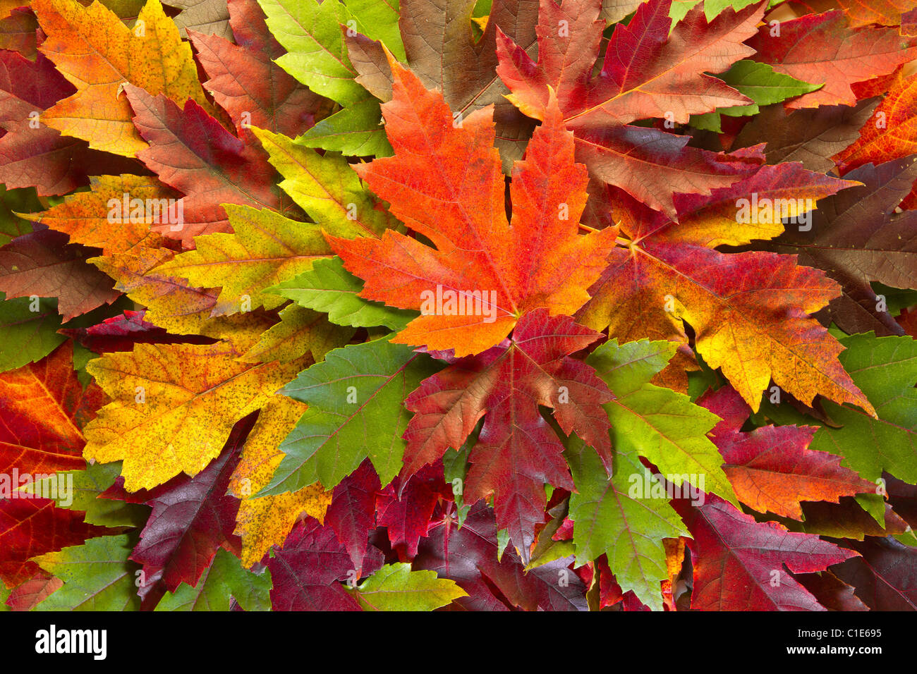 Maple Leaves Mixed Changing Fall Colors Background Stock Photo - Alamy