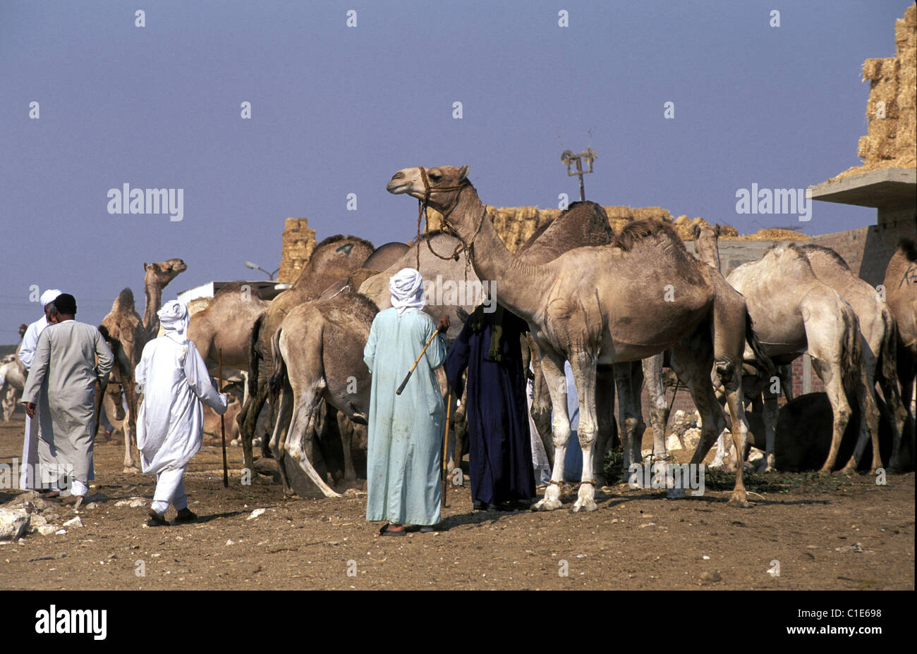 Imbaba camel market cairo egypt hi-res stock photography and images - Alamy