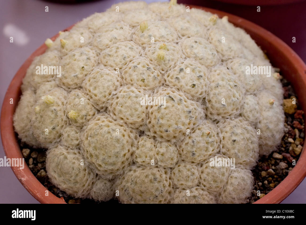Feather Cactus (Mammillaria plumosa) with flower buds Stock Photo - Alamy