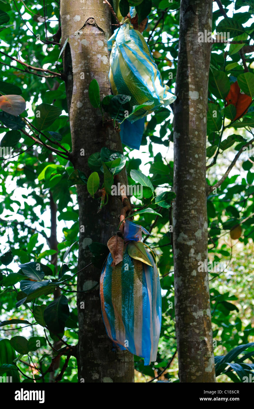 Durian fruit hi-res stock photography and images - Alamy