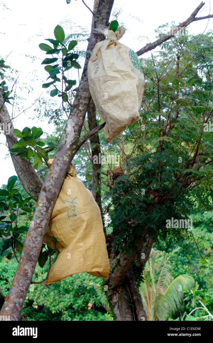 Durian tree fruit High Resolution Stock Photography and Images - Alamy
