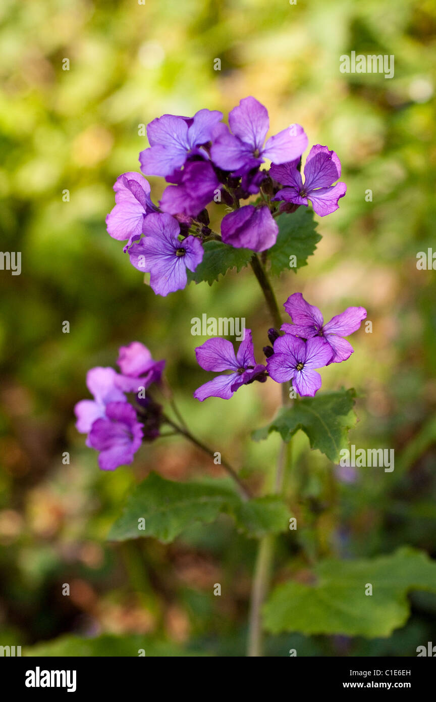 Honesty leaves lunaria annua hi-res stock photography and images - Alamy