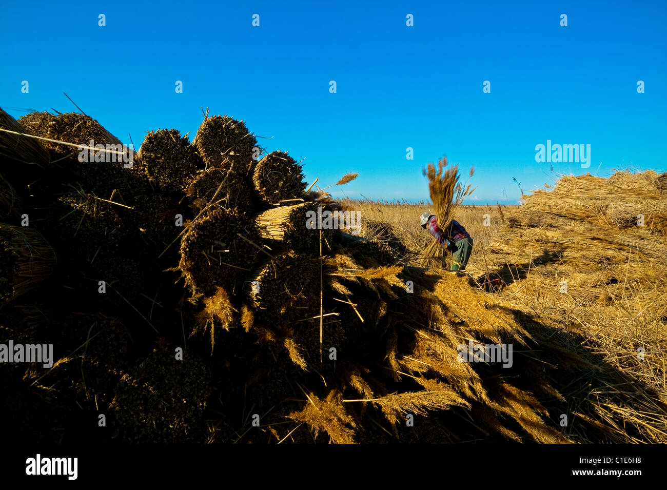 Man Harvesting Reeds, Petite Camargue, Gard, France Stock Photo - Alamy